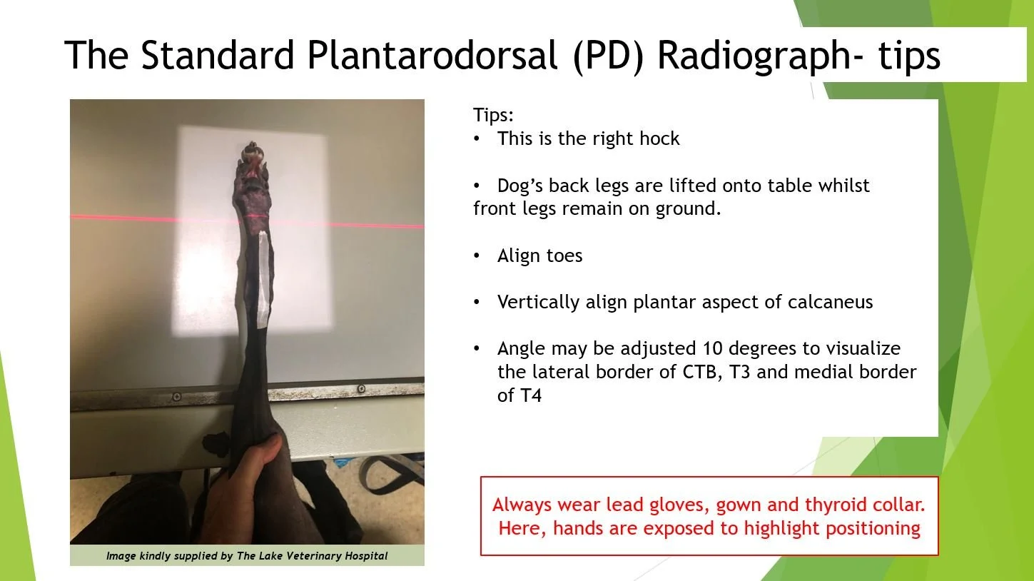 Radiographic Guidelines — Save Your Dog's Hock & Improve Performance