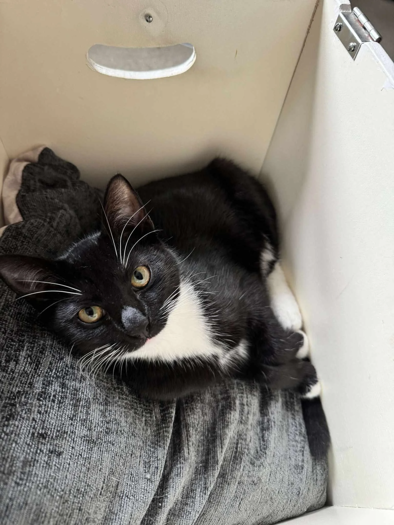 Adoption Opportunities — Andover Catfe