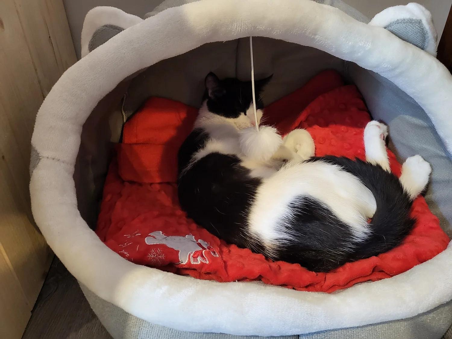 Adopted Cats — Andover Catfe