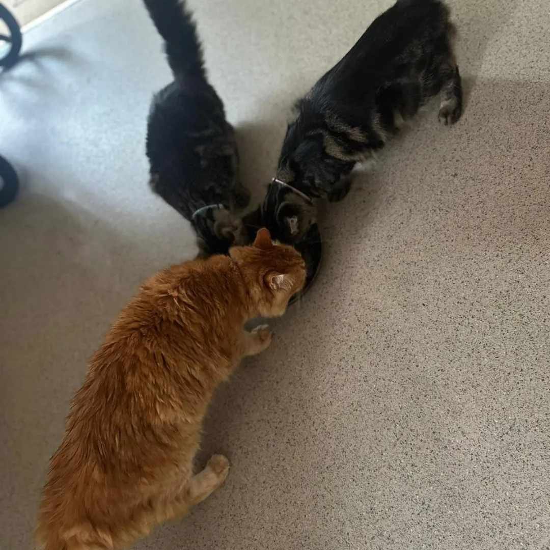 Adopted Cats — Andover Catfe