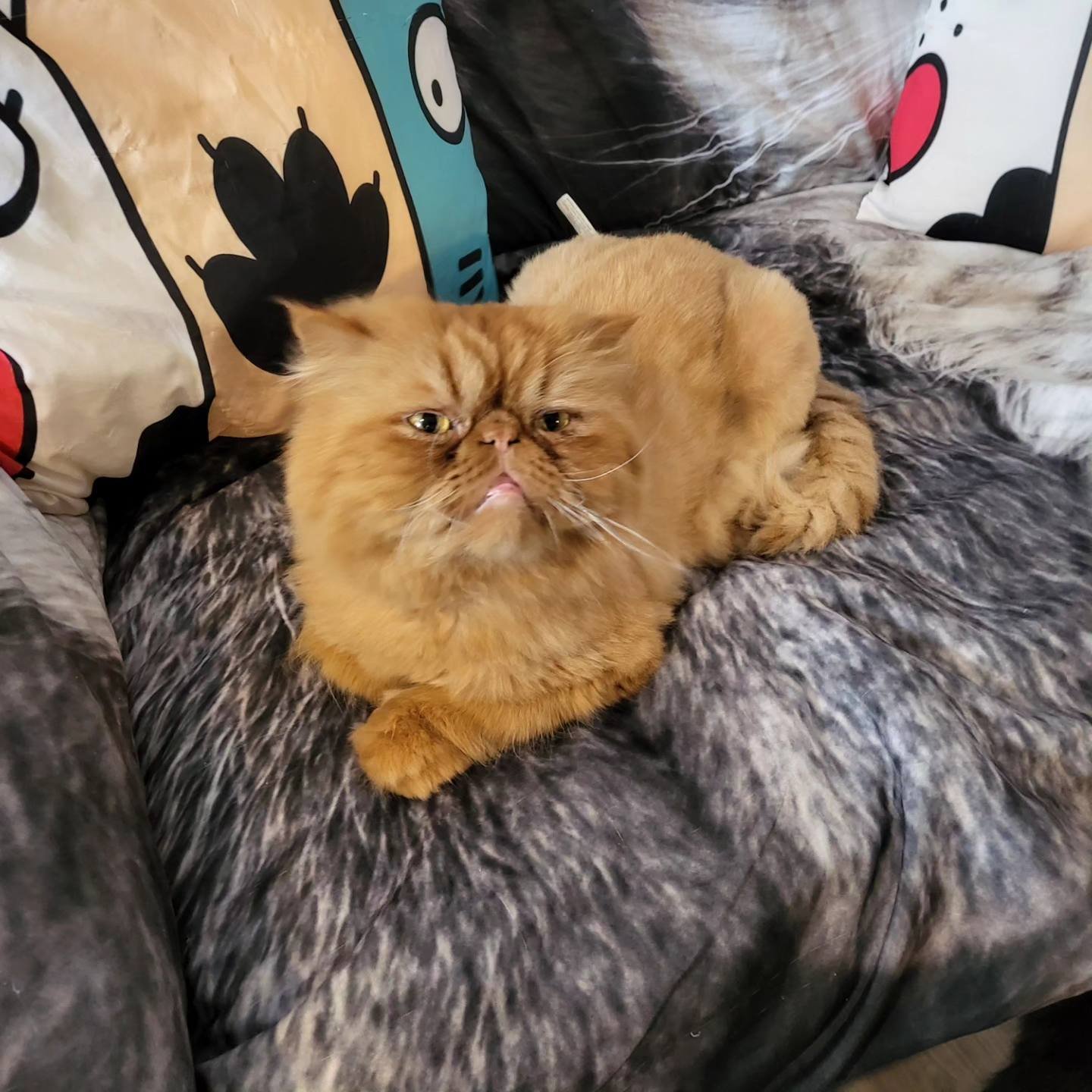 Meet Our Furry Residents — Andover Catfe