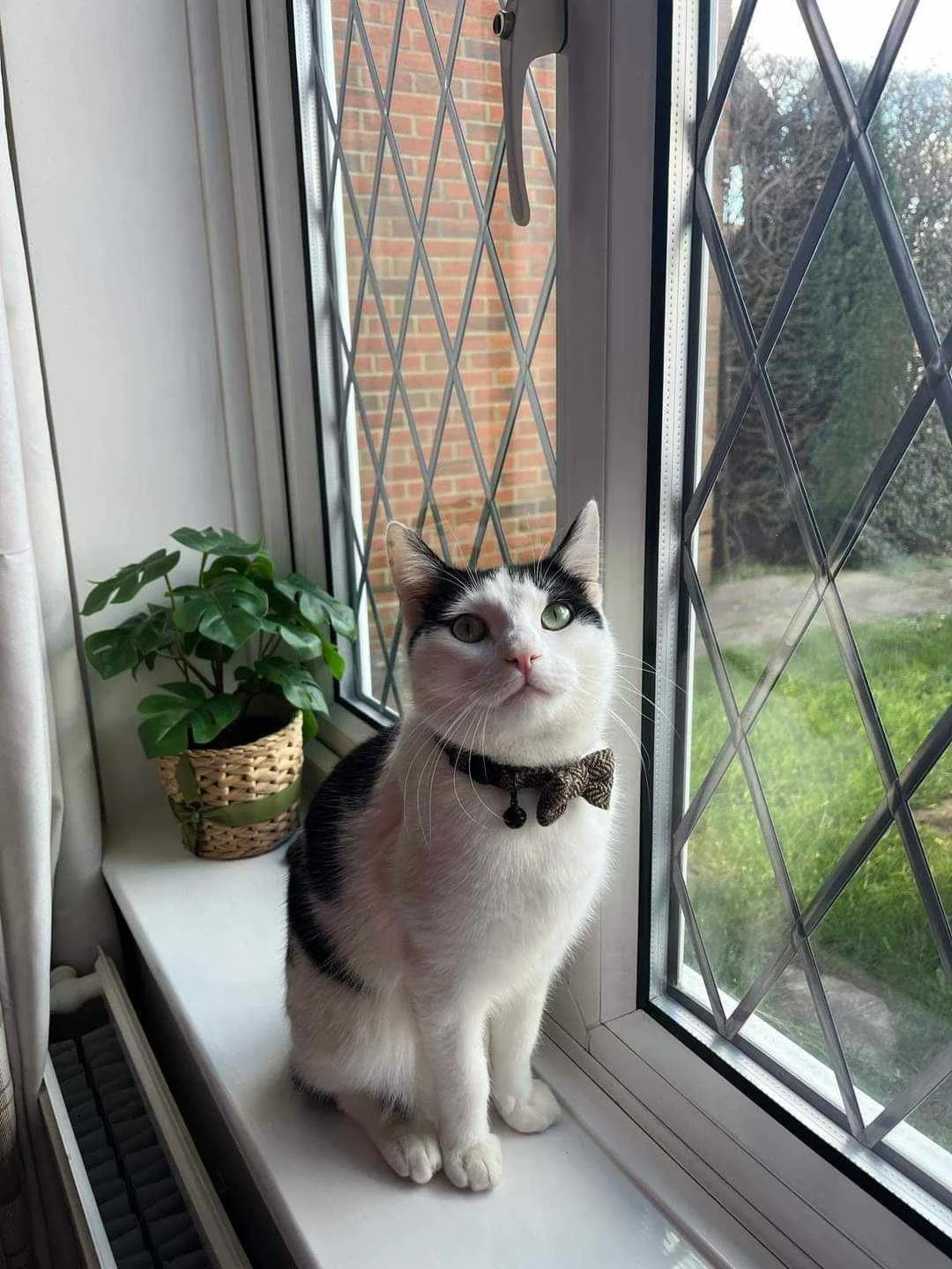 Adopted Cats — Andover Catfe