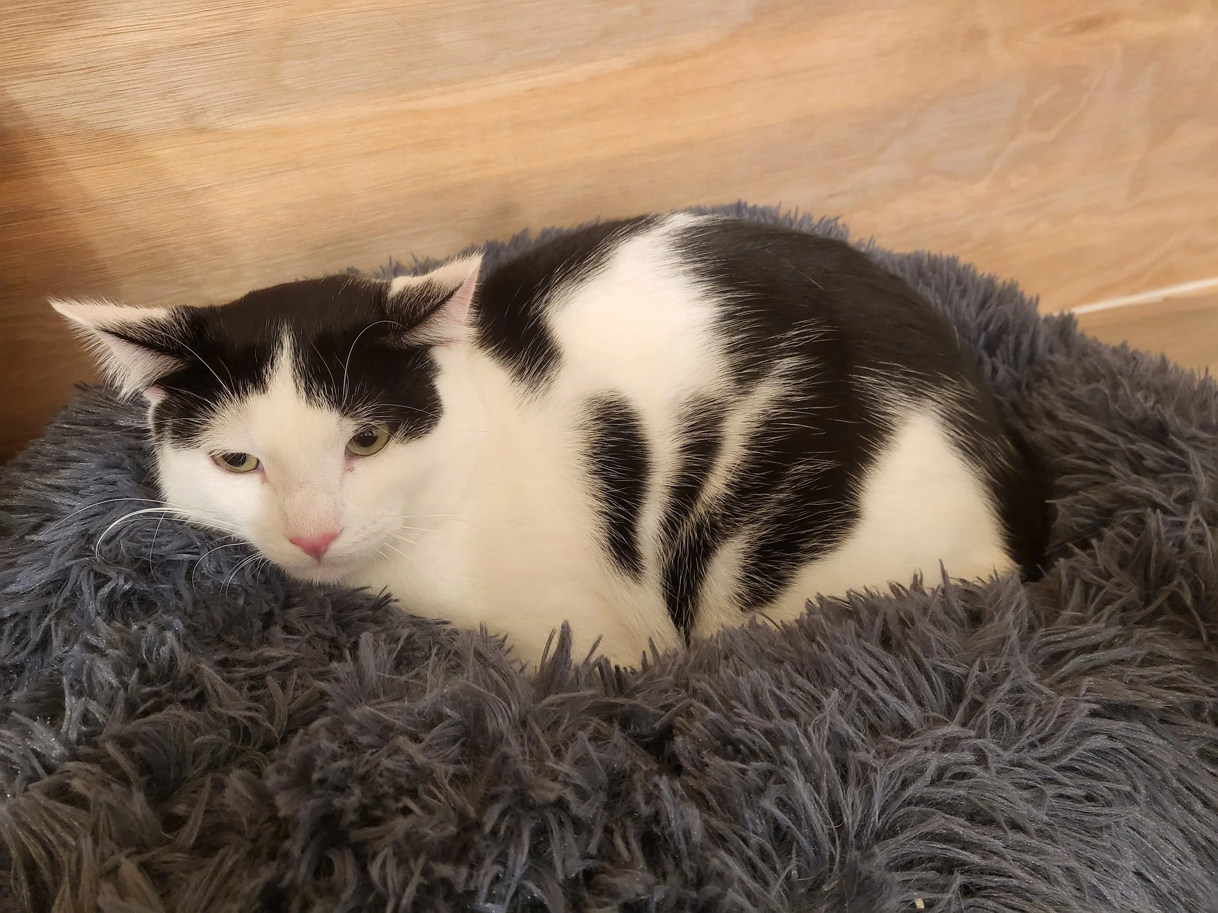 Meet Our Furry Residents — Andover Catfe