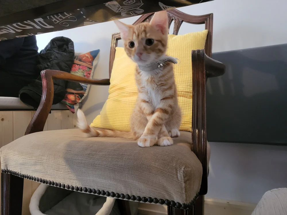 Bob & Garfield — Andover Catfe