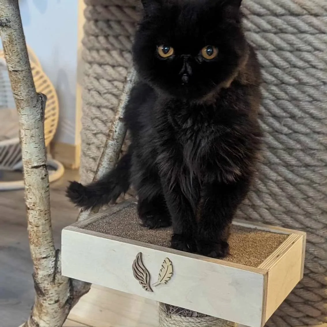 Meet Our Furry Residents — Andover Catfe