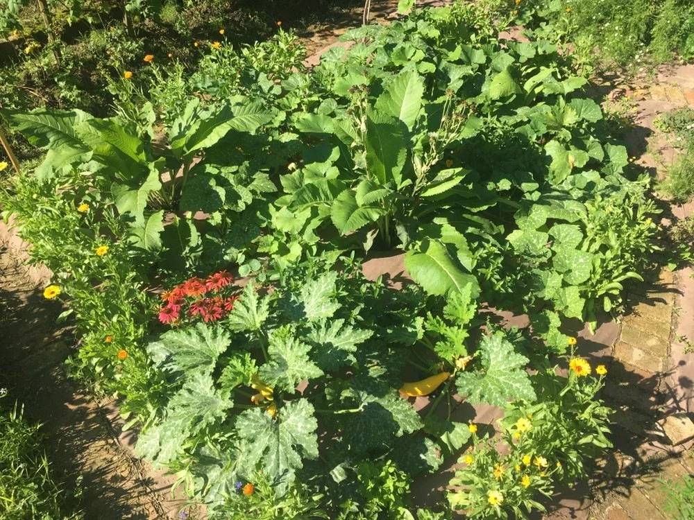 Forest Health — FOREST MEDICINE