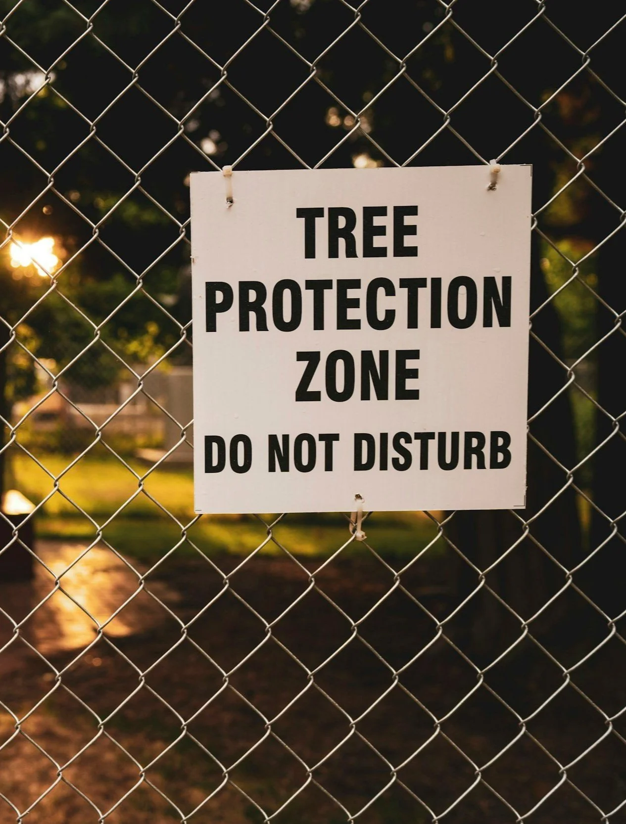 Tree Protection | ArborCare Tree Specialists | North Georgia Certified ...
