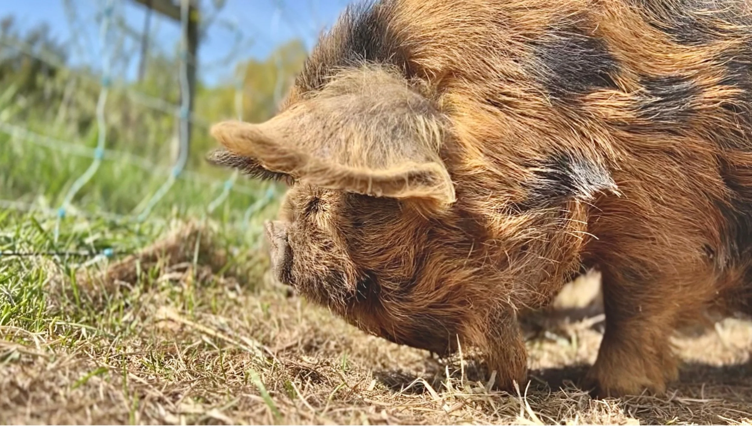 Raising 'em Right Homestead - Order KuneKune Pigs & Pork Online