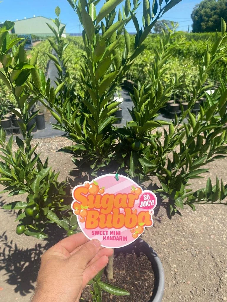 ADVANCED CITRUS TREES — Citrus Men