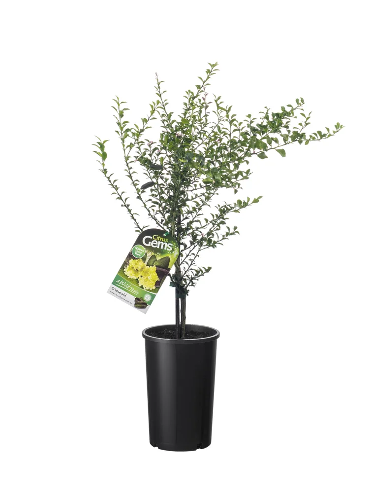 Red Centre Lime – Australian Blood Lime Citrus Tree — Citrus Men