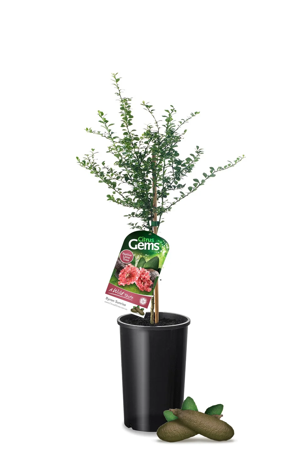 Red Centre Lime – Australian Blood Lime Citrus Tree — Citrus Men