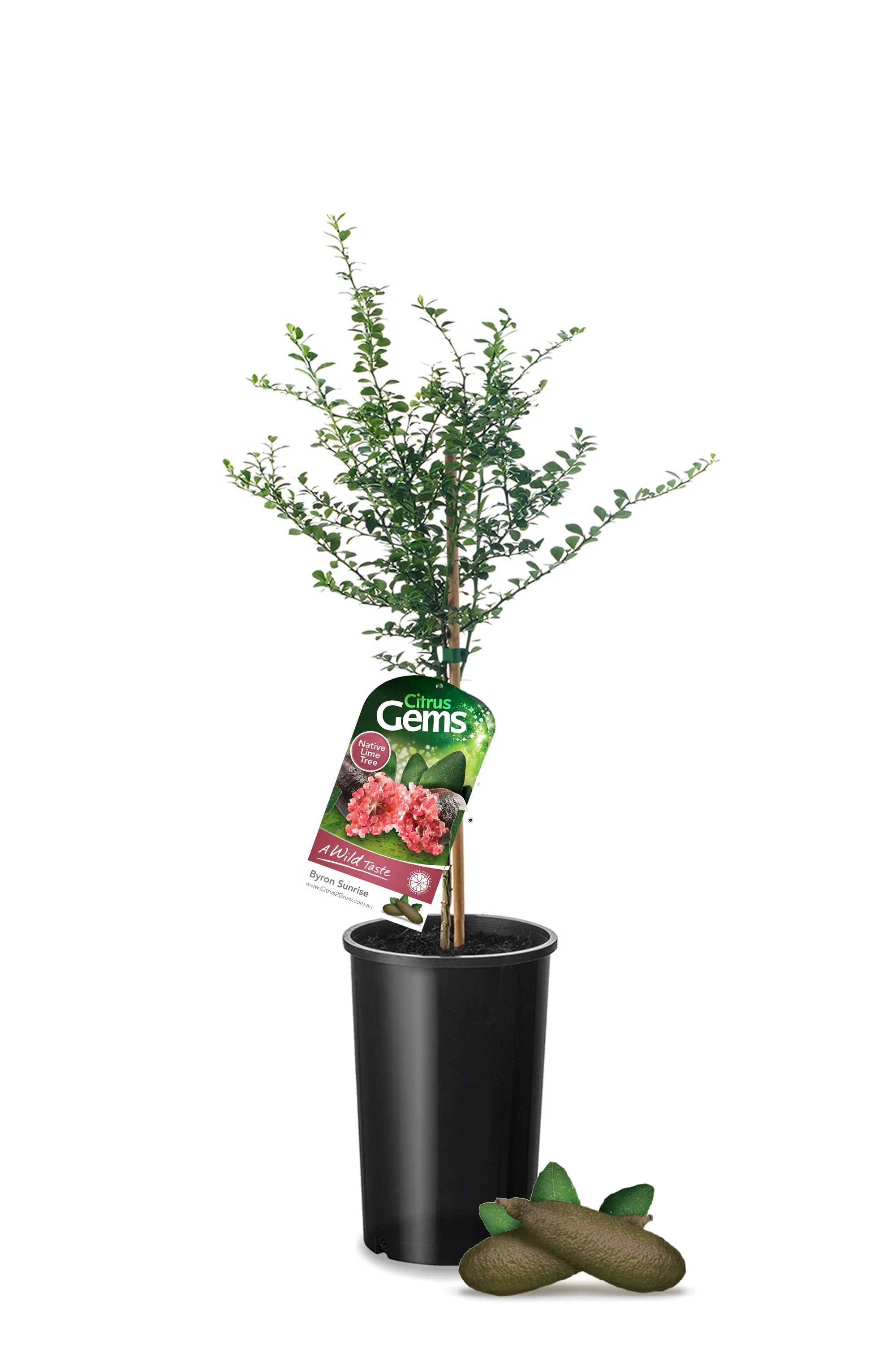 Red Centre Lime – Australian Blood Lime Citrus Tree — Citrus Men