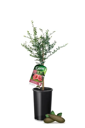 Red Centre Lime – Australian Blood Lime Citrus Tree — Citrus Men