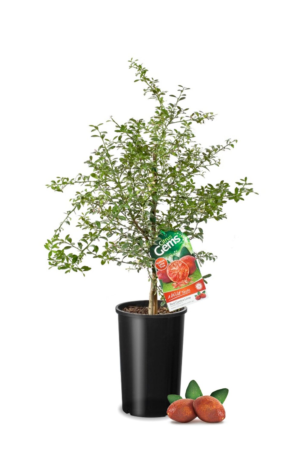 Finger Limes — Buy citrus trees — Citrus Men