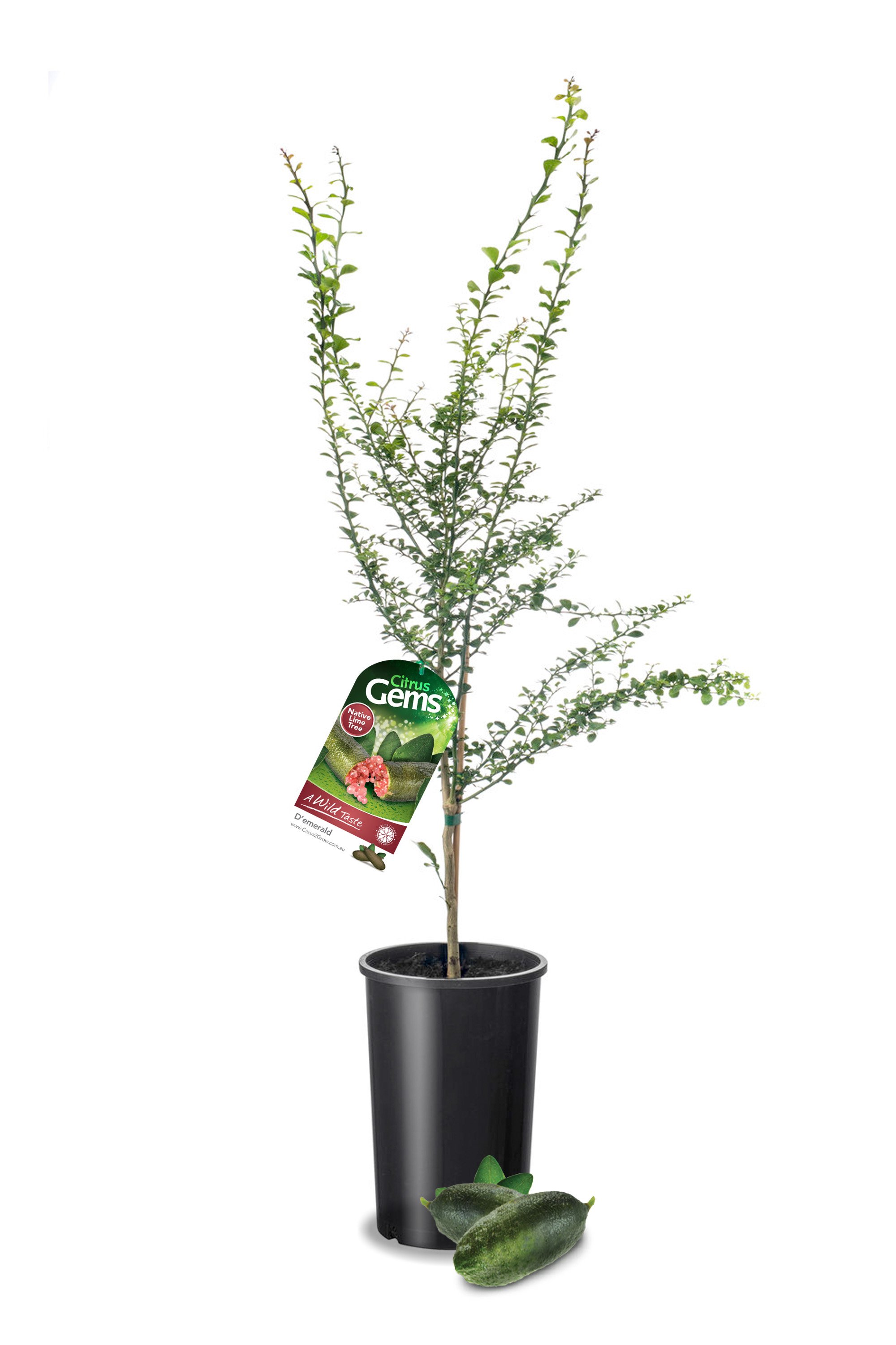 Citrus Gems — Buy citrus trees — Citrus Men