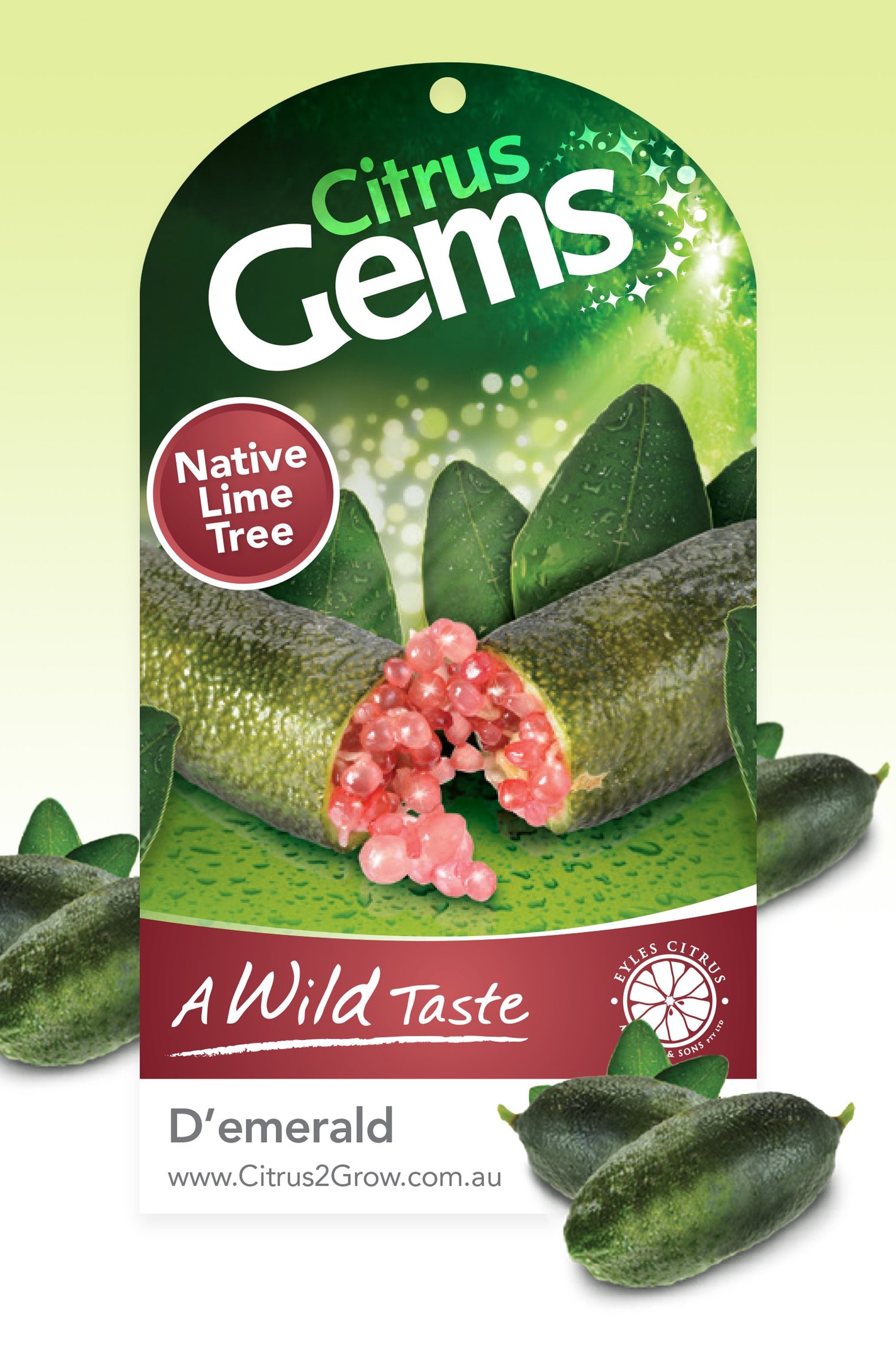 Finger Limes - Citrus Gems — Buy citrus trees — Citrus Men