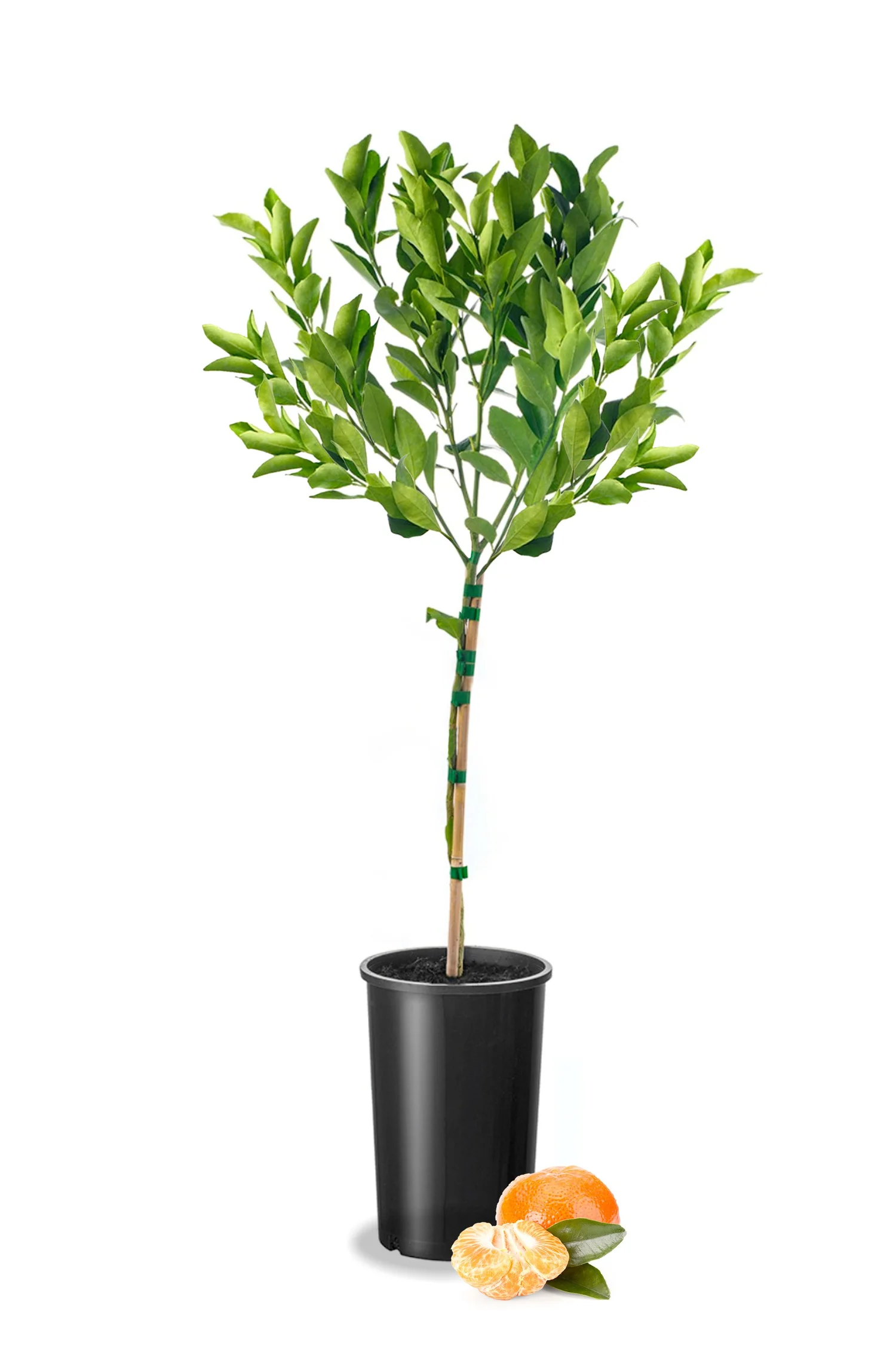 Mandarin — Buy citrus trees — Citrus Men