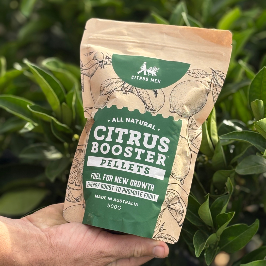 Buy citrus trees — Citrus Men