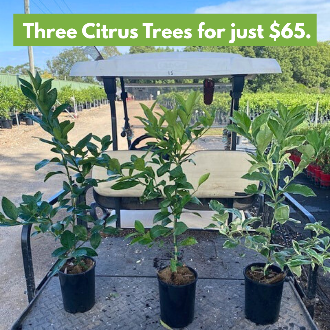 Buy citrus trees — Citrus Men