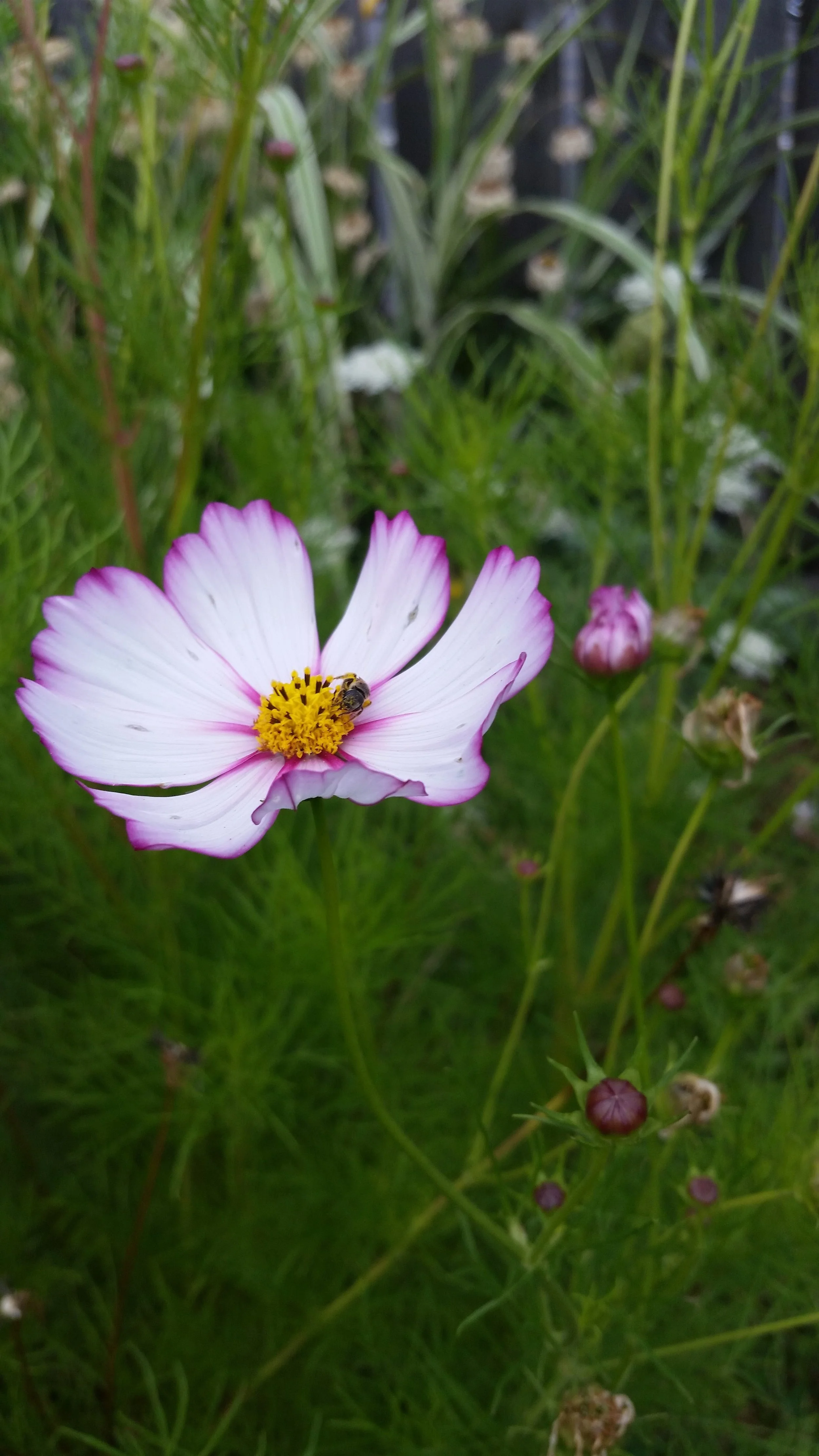 Pollinator Corridors — Portland Placemaking Coalition