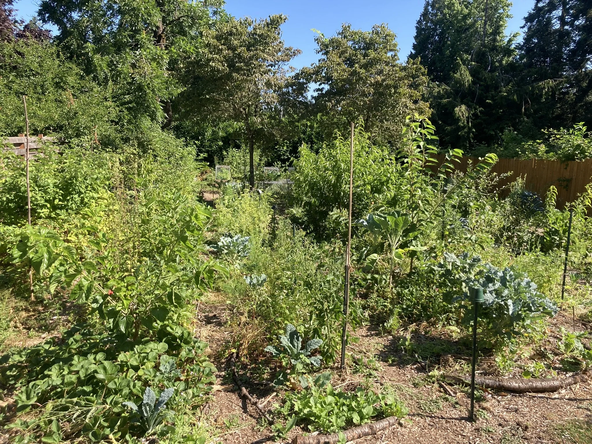 Community Food Forests — Portland Placemaking Coalition