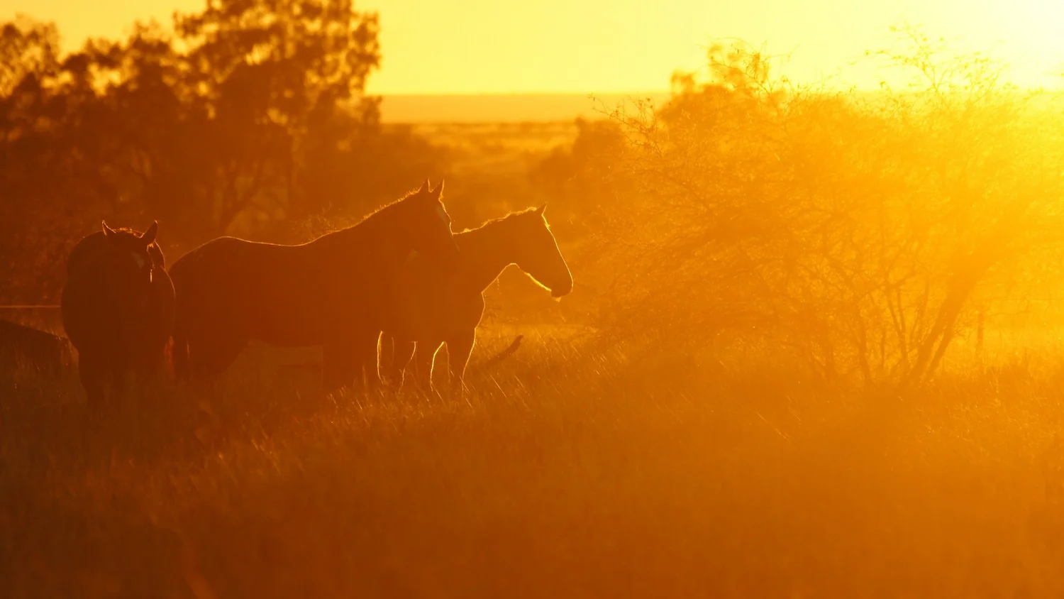 Events — Harry Redford Cattle Drive
