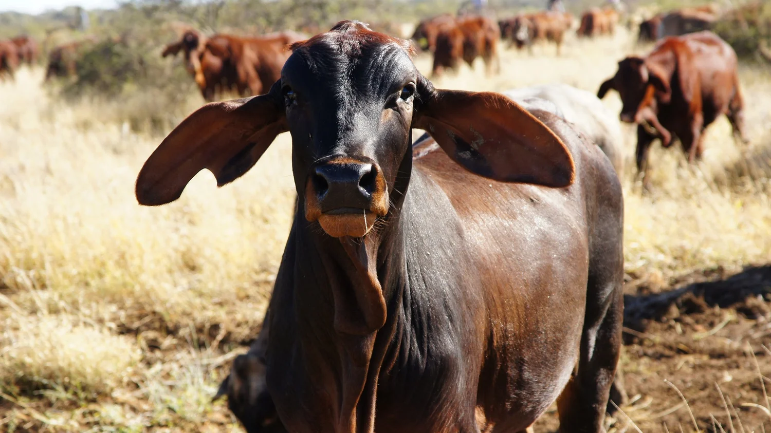The Experience — Harry Redford Cattle Drive