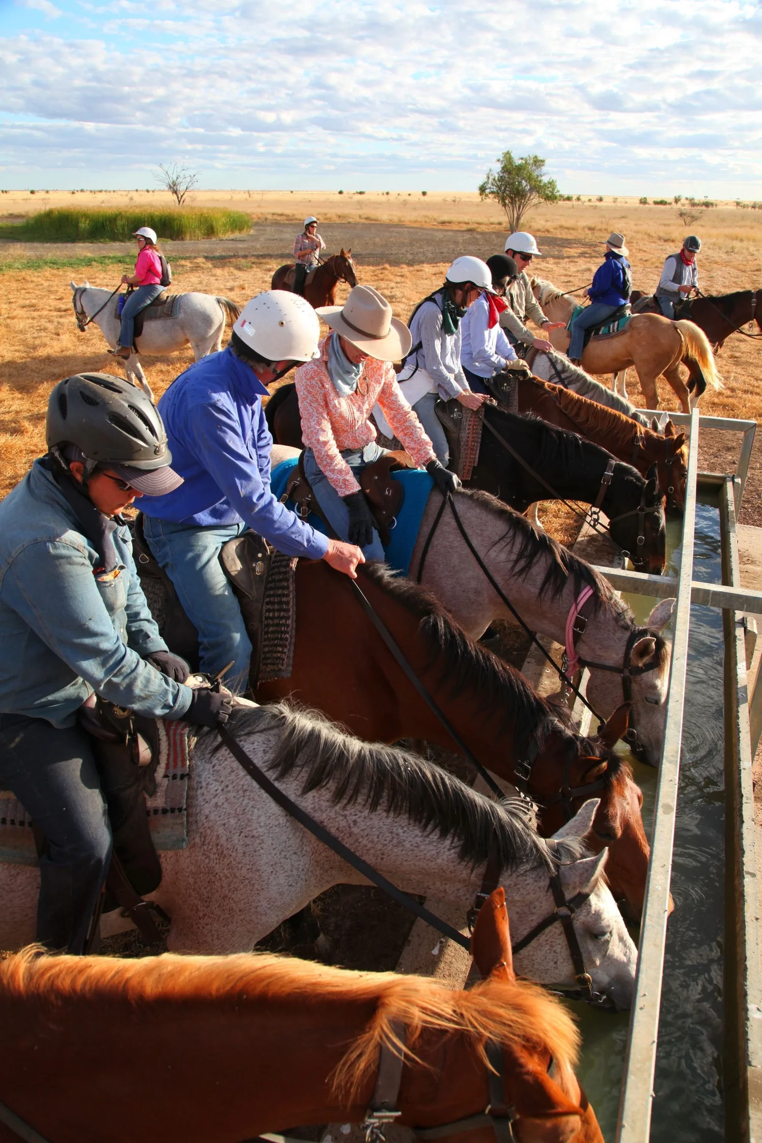 Harry Redford Cattle Drive