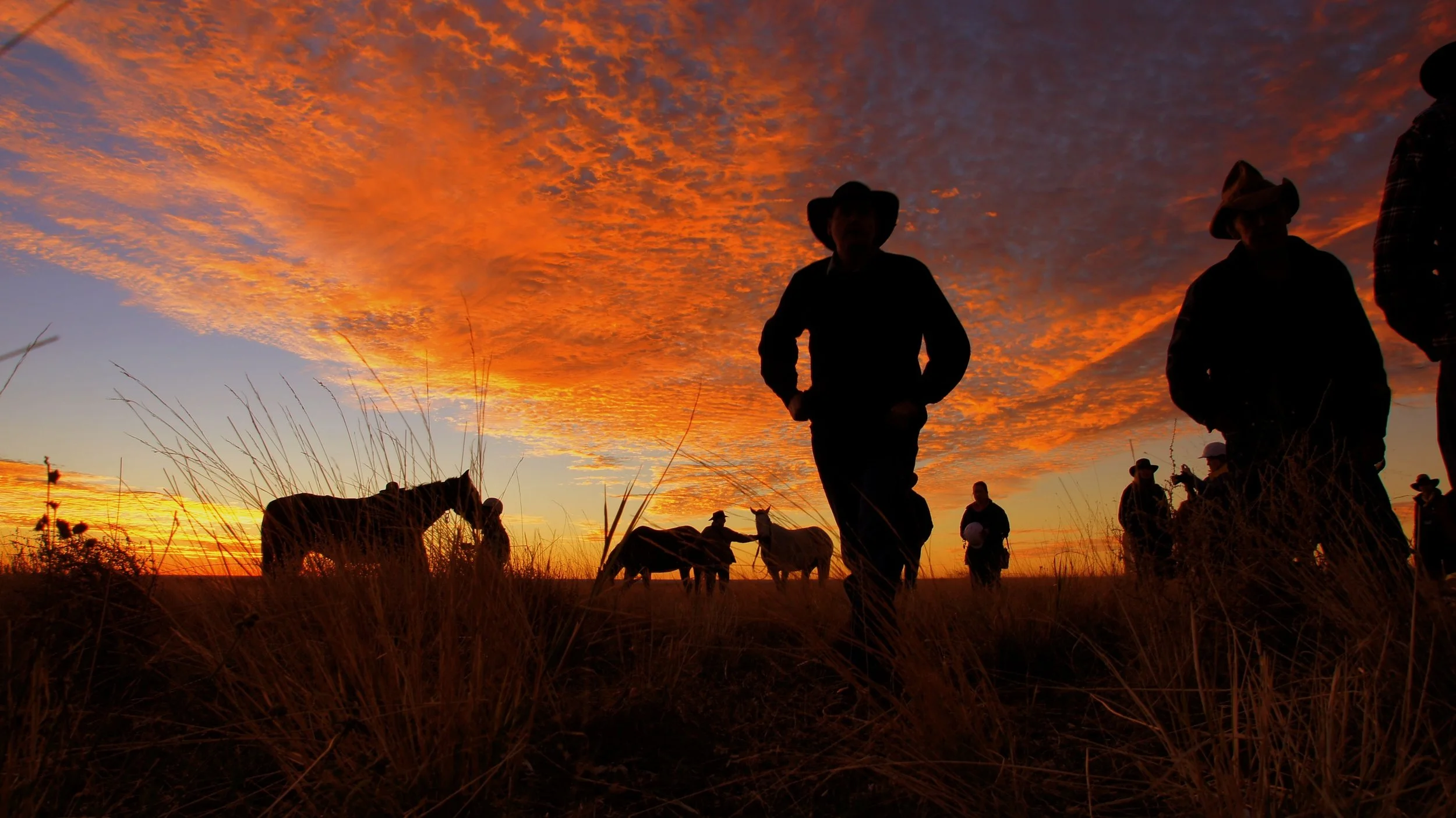 Harry Redford Cattle Drive