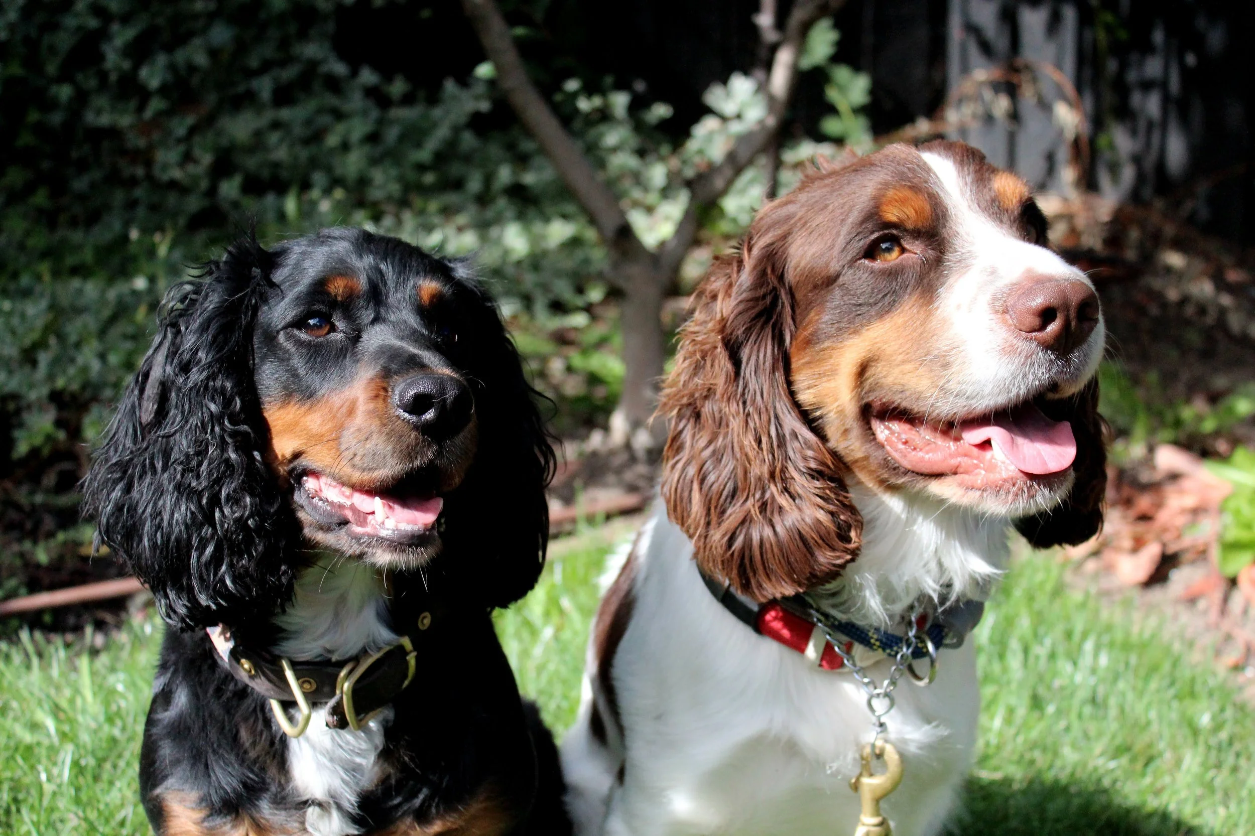 Puppies — West Coast Cockers