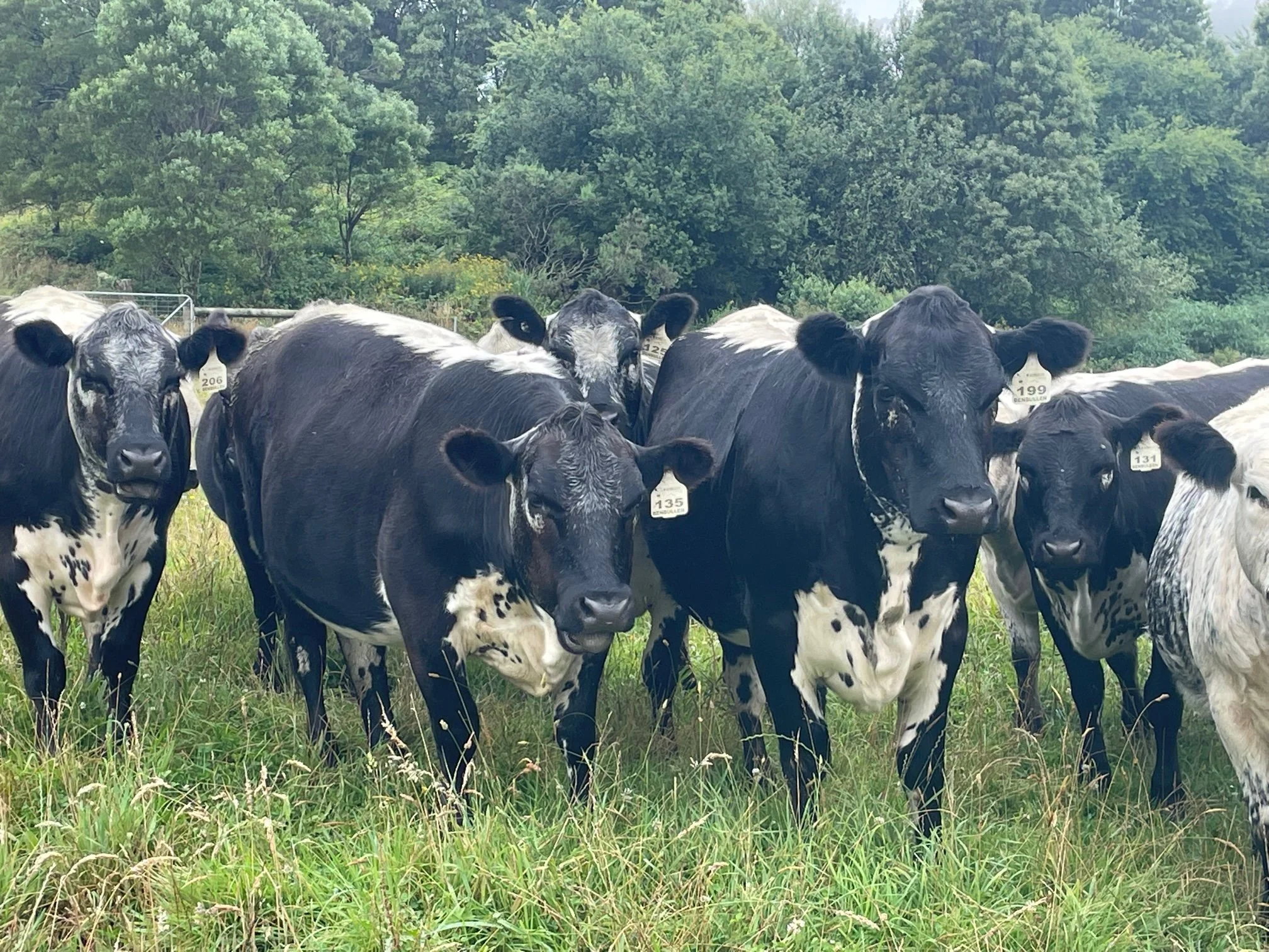 Benbullen Farms and Speckle Park Stud