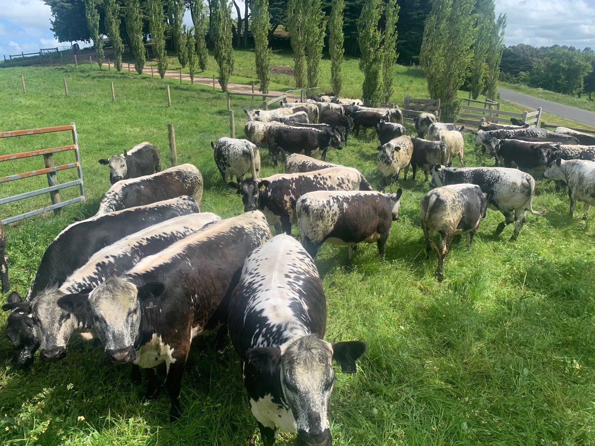 Store 1 — Benbullen Farms and Speckle Park Stud