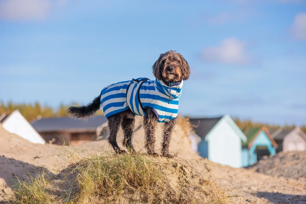 EM® Tick-Off Dog Necklace - Sea Blue | Harbour Hounds
