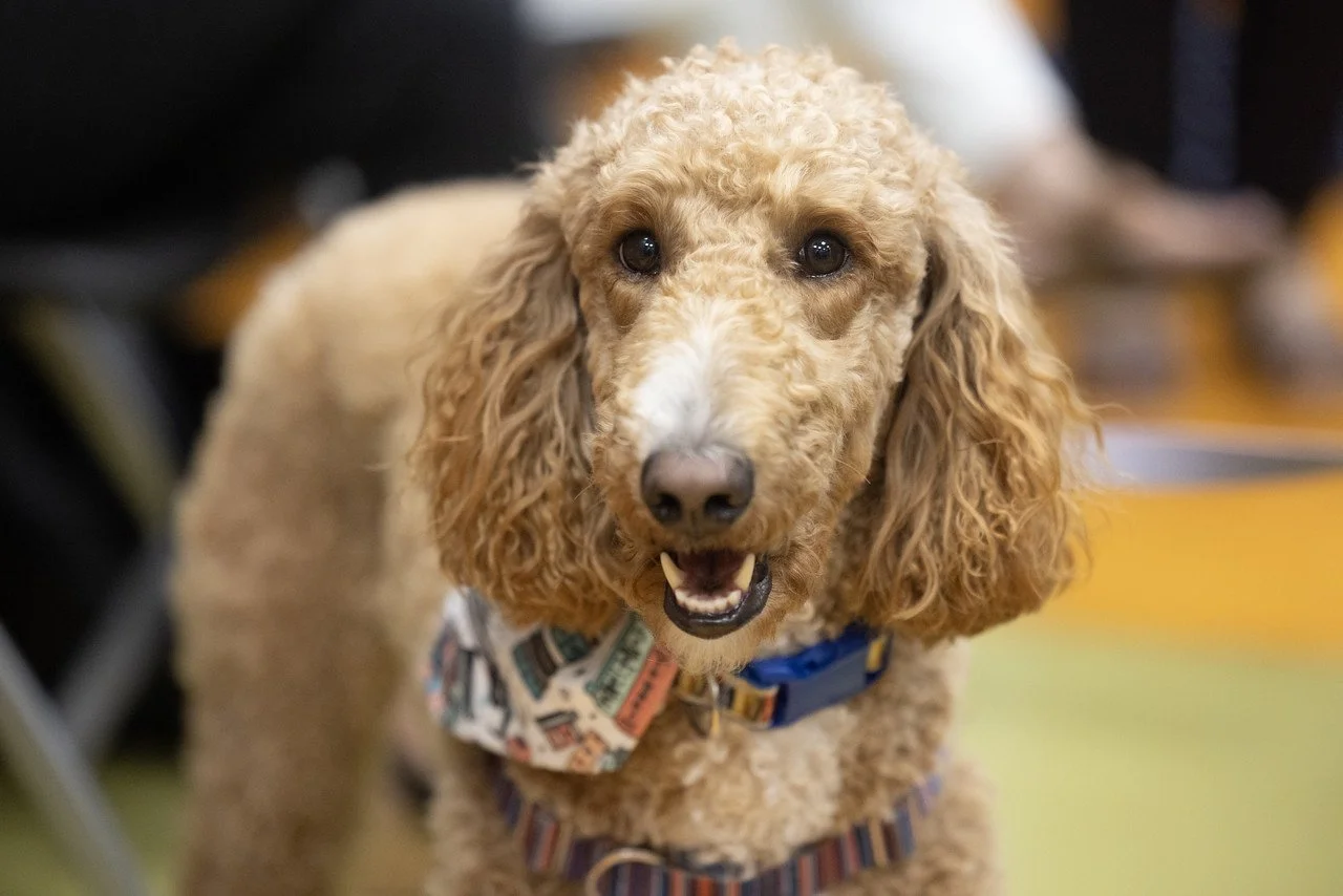 Libby — Hoover Public Library