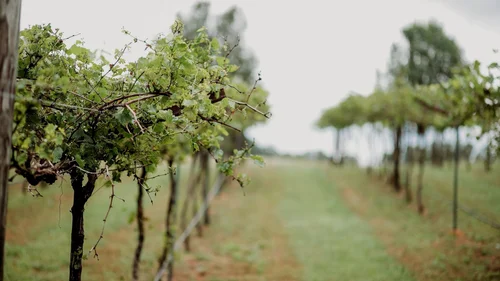 Pabella Winery & Vineyard