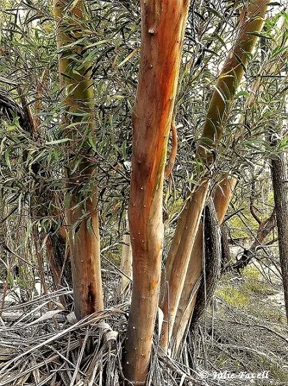 Narrow-Leaved Mallee Ash - Eucalyptus apiculata -Plant Profile — The ...