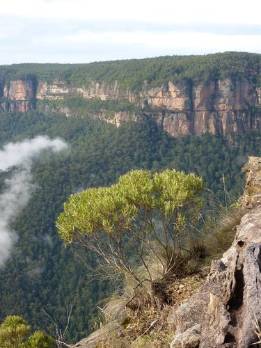 Cliff Mallee Ash- Eucalyptus cunninghamii - Plant Profile — The ...