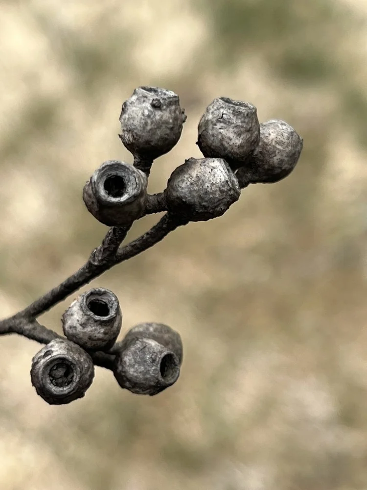 Blue Mountains Mallee Ash- Eucalyptus stricta - Plant Profile — The ...