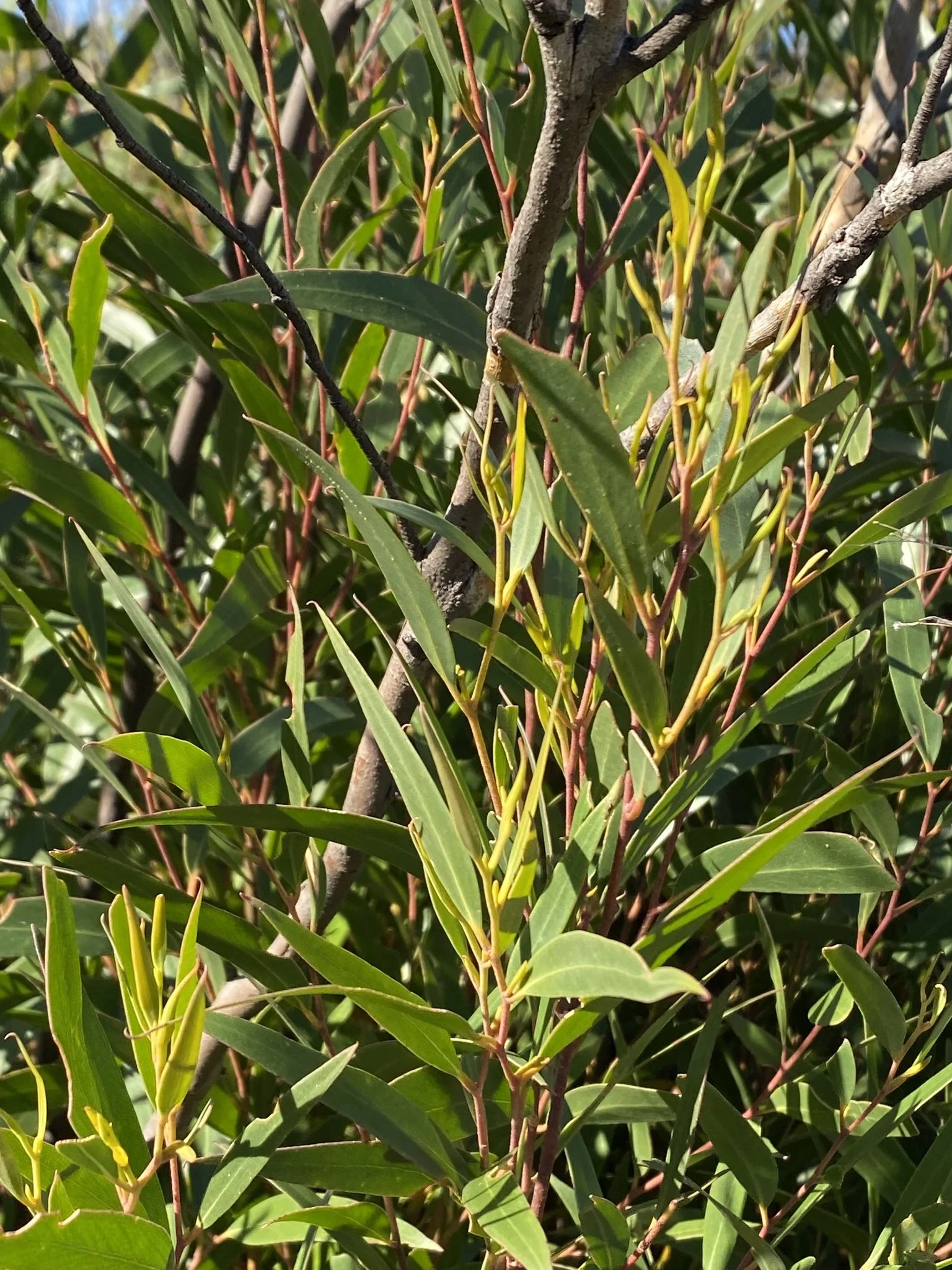 Blue Mountains Mallee Ash- Eucalyptus stricta - Plant Profile — The ...