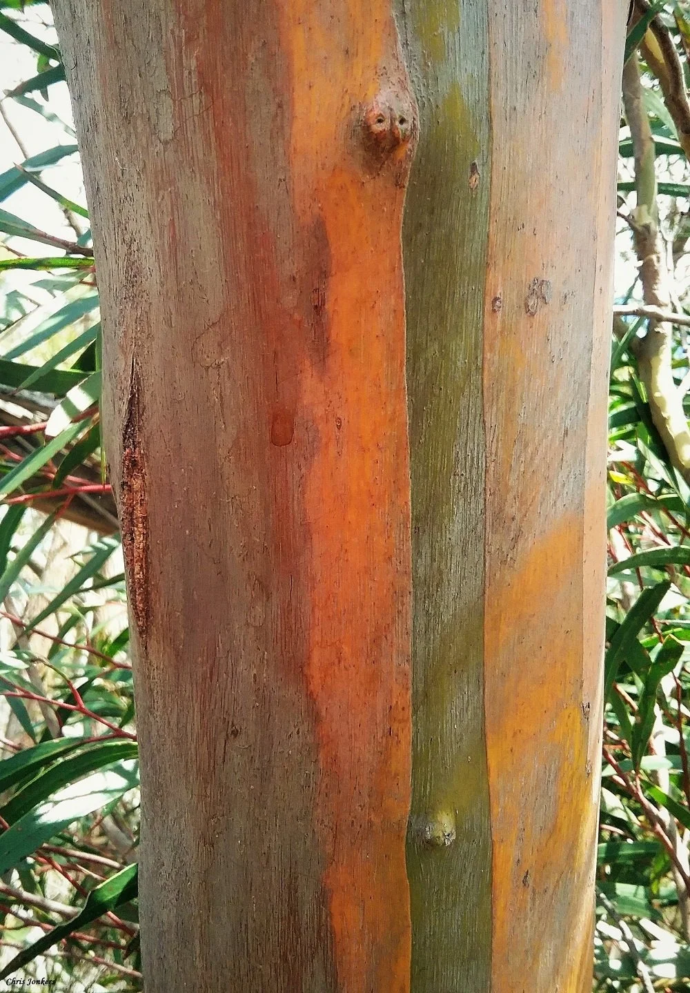 Narrow-Leaved Mallee Ash - Eucalyptus apiculata -Plant Profile — The ...