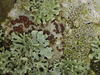Lichens: The Tiny Organisms That Reveal the Health of Our Planet — The ...