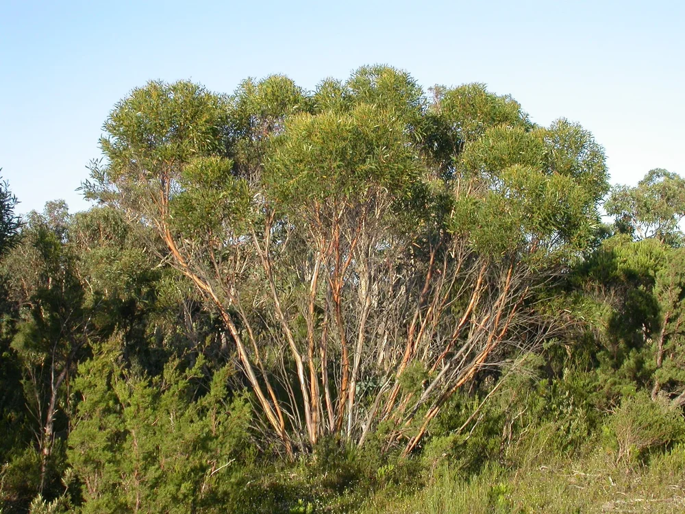 Blue Mountains Mallee Ash- Eucalyptus stricta - Plant Profile — The ...