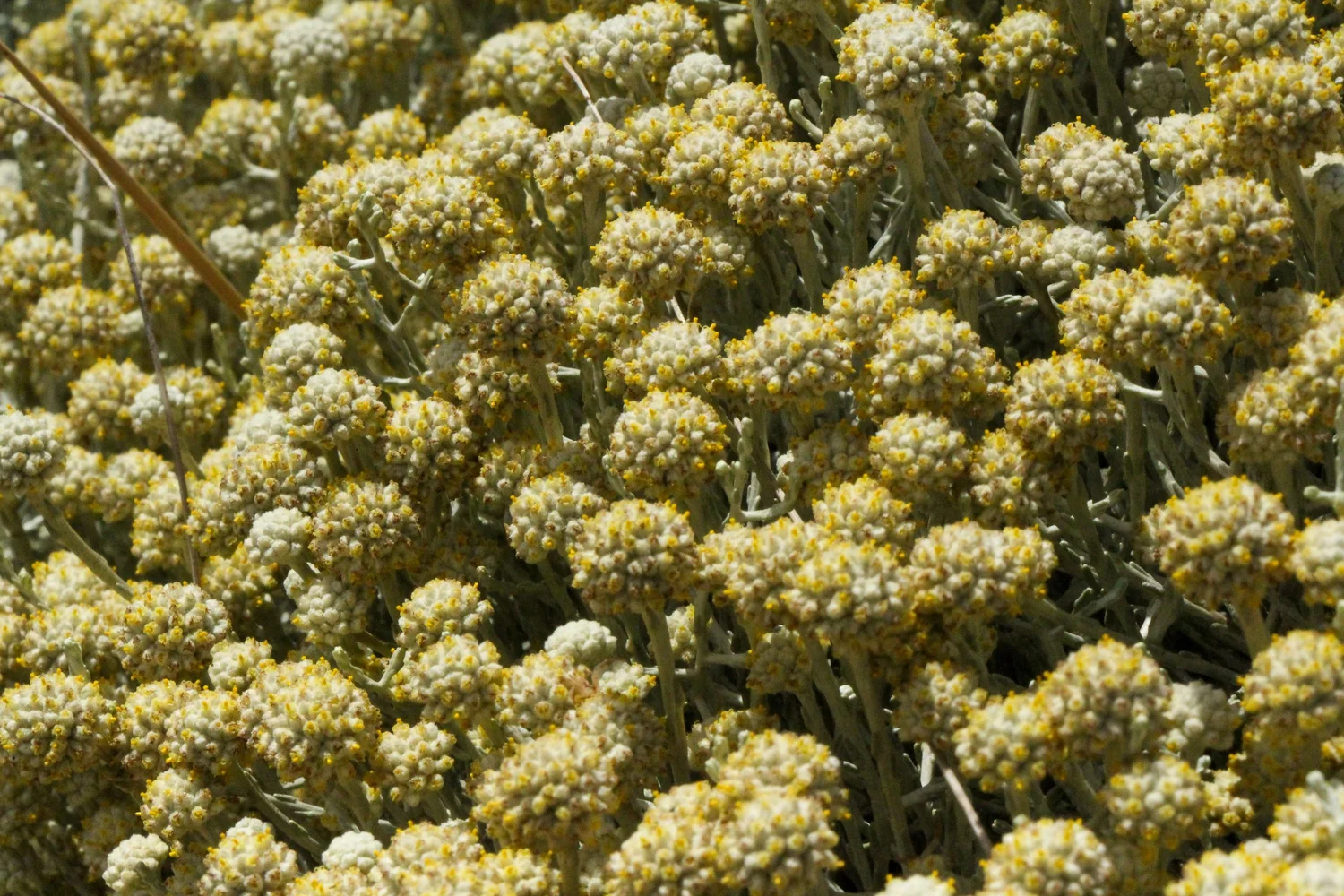 Leucophyta brownii: The Stunning, Low-Maintenance Cushion Bush for ...