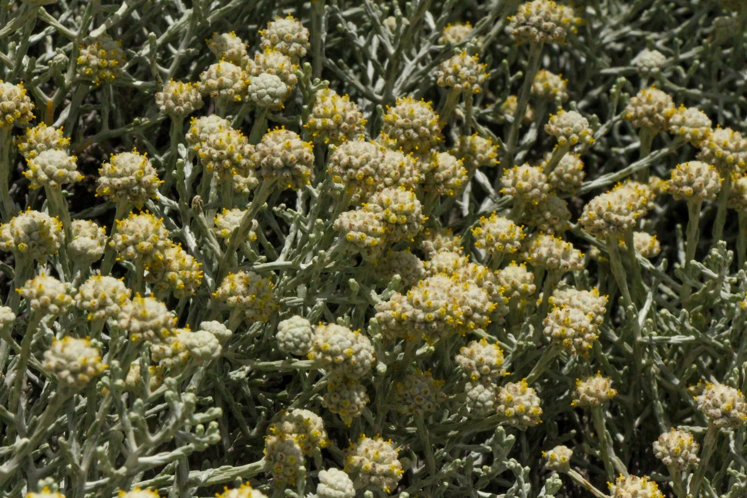 Leucophyta brownii: The Stunning, Low-Maintenance Cushion Bush for ...