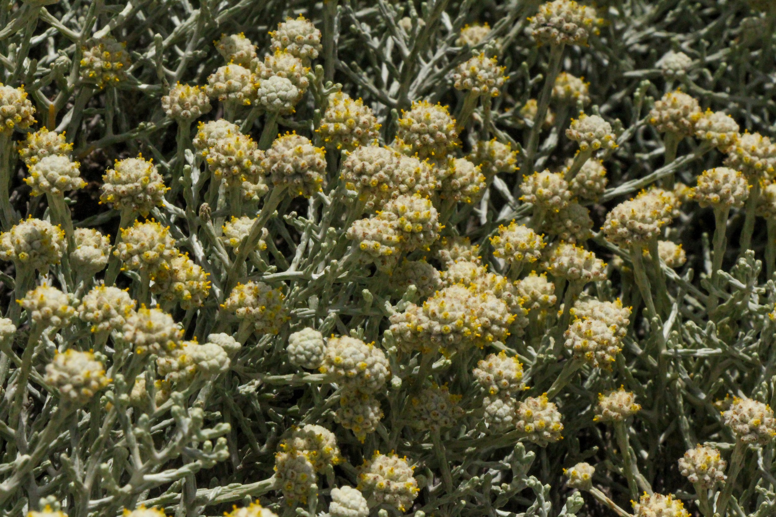Leucophyta brownii: The Stunning, Low-Maintenance Cushion Bush for ...
