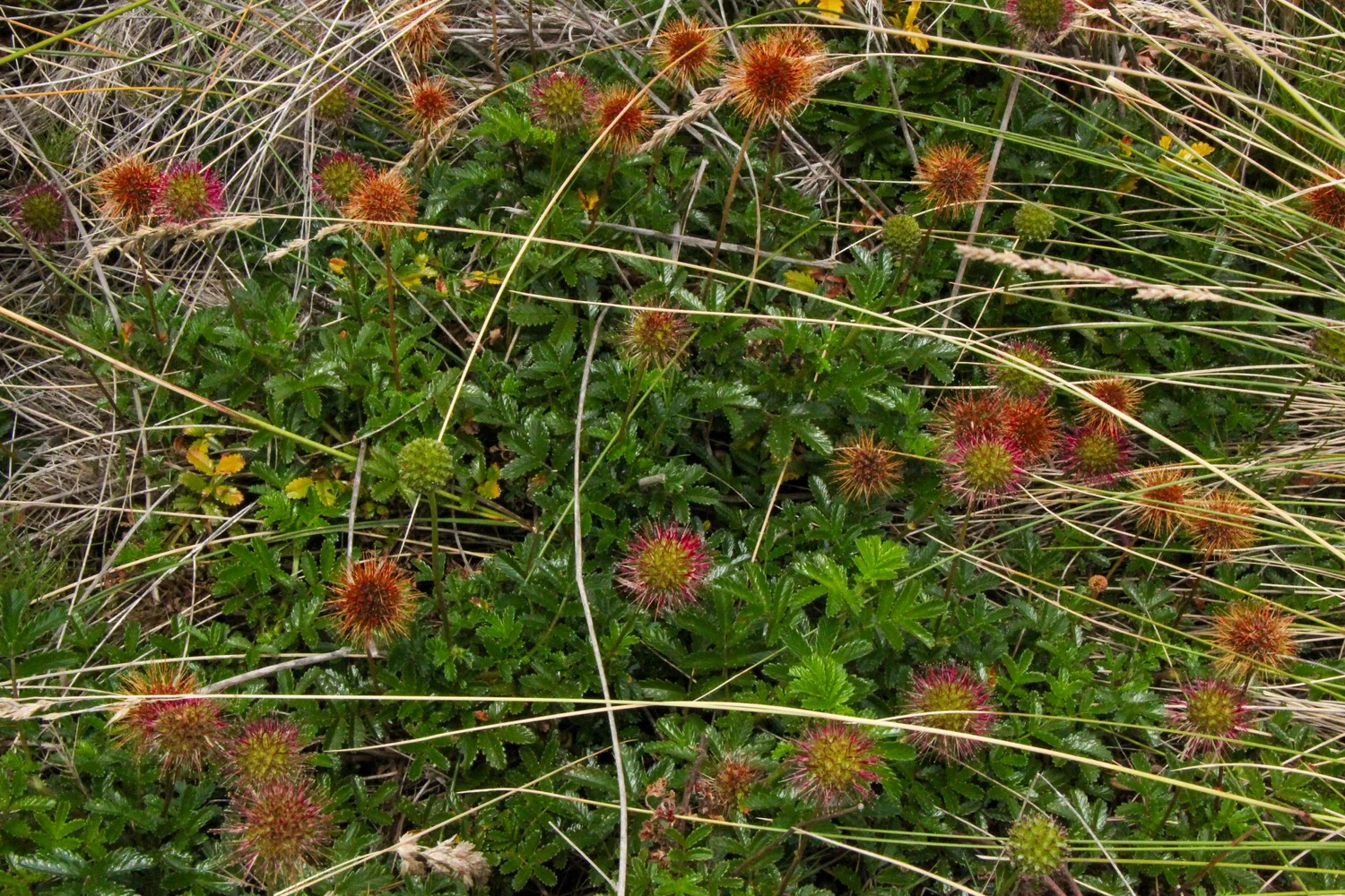 The Sticky Secret of Acaena novae-zelandiae— Why It’s More Than Just a ...