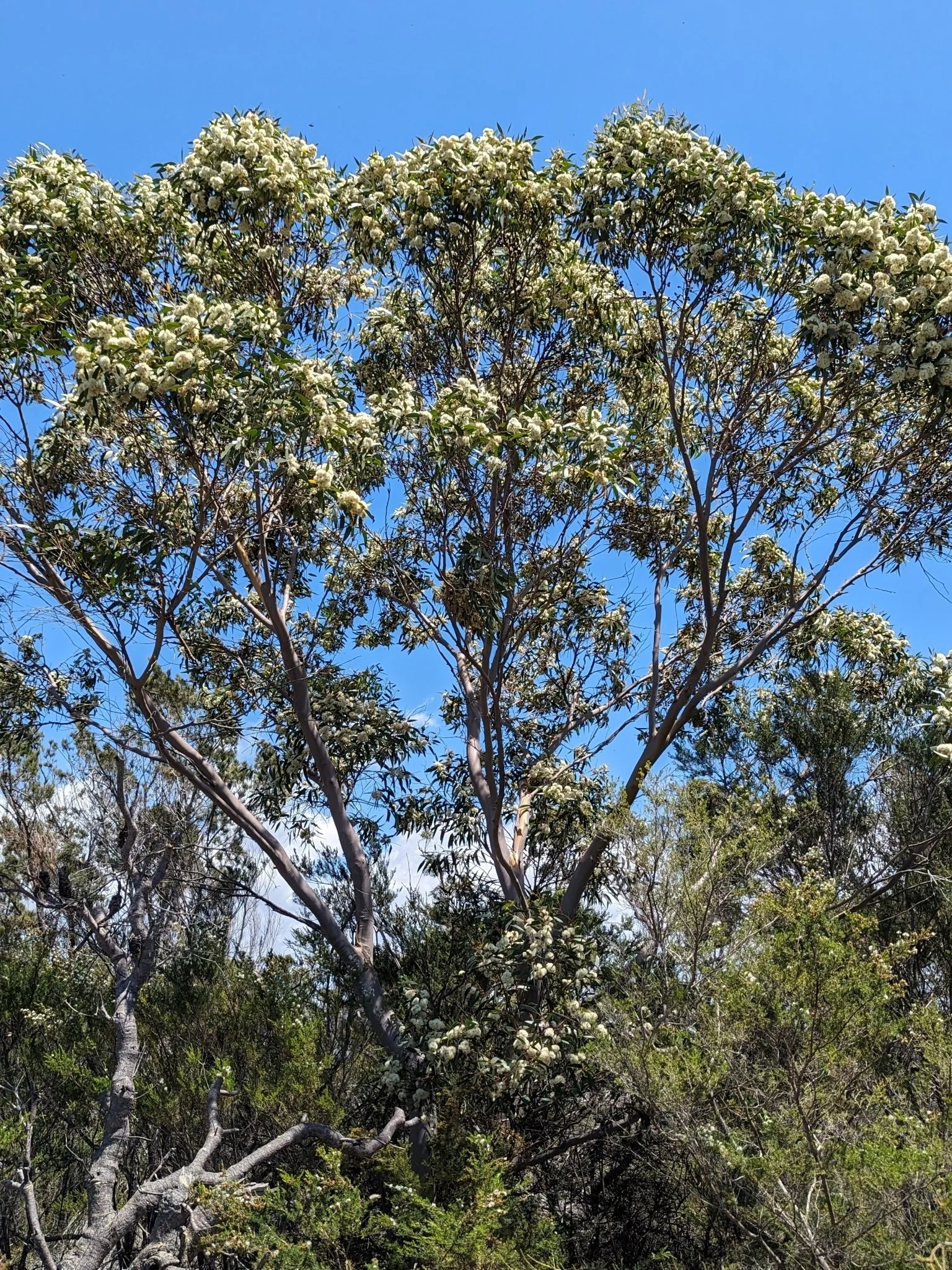 Mallee Eucalyptus species of the Greater Blue Mountains — The Gardeners ...