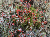 Lichens: The Tiny Organisms That Reveal the Health of Our Planet — The ...