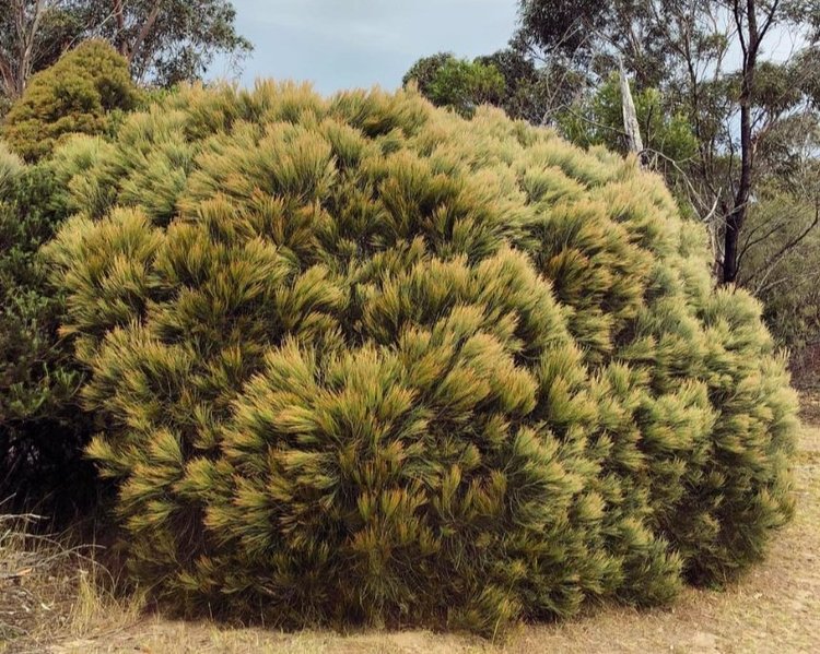 "Sheoaks: Australia’s Unsung Native Trees with Fascinating Adaptations ...
