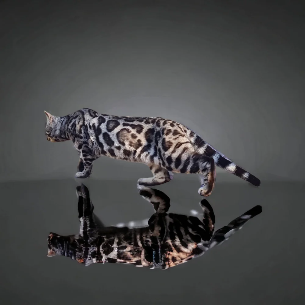 Bella Del Gatto - Maine Coon & Bengal Cattery